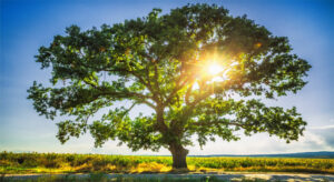 Memorial Tree Plantings Information - Groce Funeral Home
